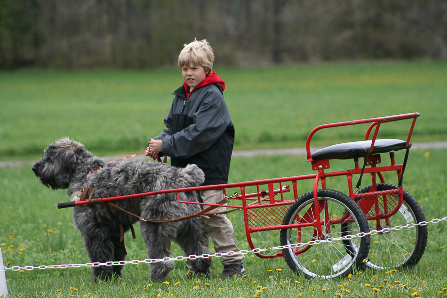 Equipment | Dog Training & Equipment Sales